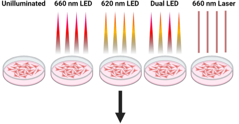 Dual-wavelength LED Therapy & DHT Inhibition - REVIAN